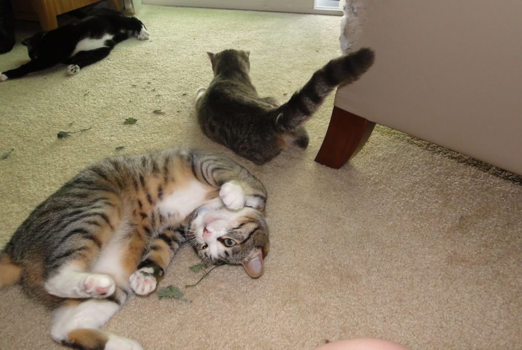 What Does Catnip Do To Cats Cats Catnip Hilarious