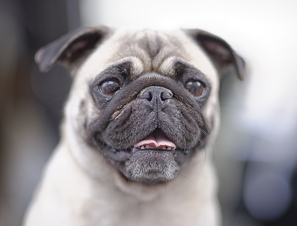 Pugs - ILovePets.com